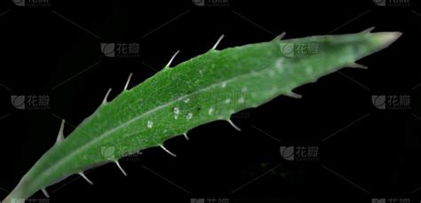 有危险刺的蓟叶