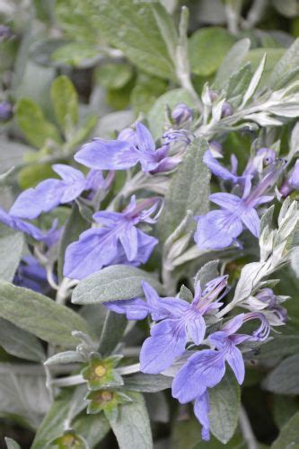 Teucrium Silver Box Guildford Garden Centre