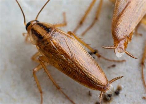Roach Poop Guide Pictures Identify Compared 6 Things To Know The