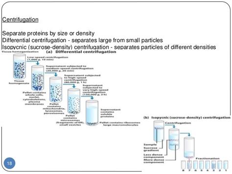 Protein Fractionation