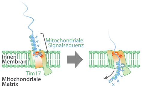 Matrix In Mitochondria