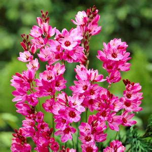 Ixia Planting Guide Easy To Grow Bulbs