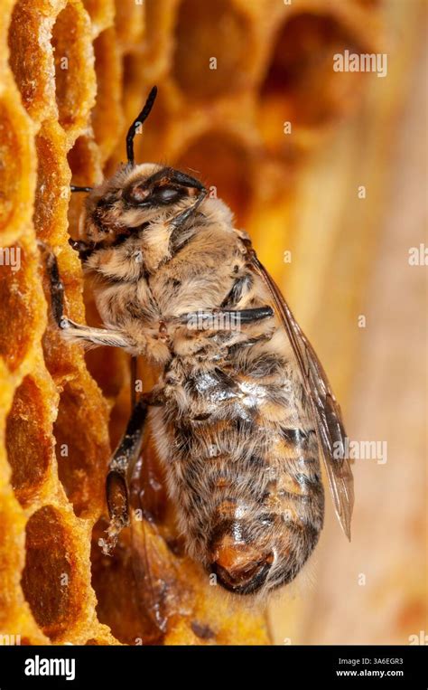 Male Honey Bee Sits On Its Brood Cell After Hatching Male Honey Bee