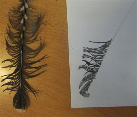 Mrs Crosbie Fantastic Feathers