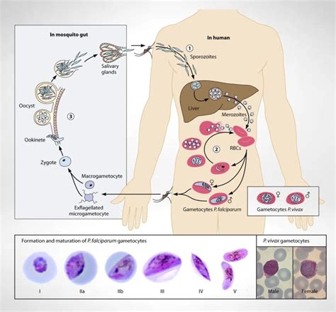 Life Cycle Of Plasmodium Diagram
