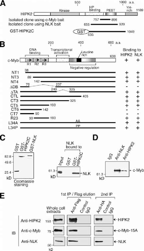 Hipk2 And Nlk Bind To C Myb Ab Hipk2 And Nlk Bind To The Dbd Of Download Scientific Diagram