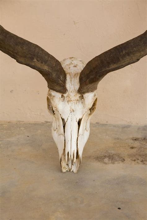 Kudu Skull Stock Image Image Of Kudu Mammal Bull Poaching 6434049
