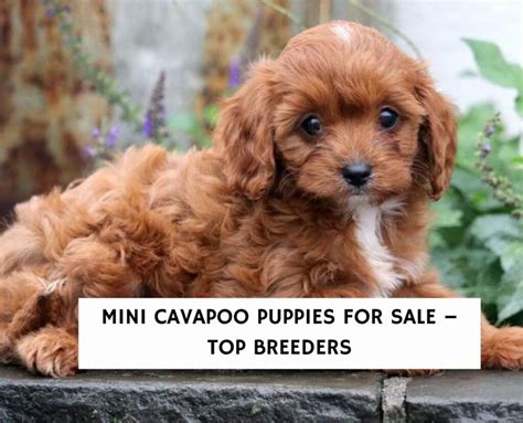 Mini Cavapoo Puppies For Sale Top 6 Breeders We Love Doodles