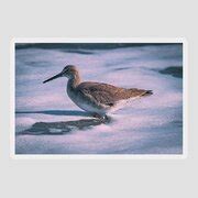 Willet Gentle Waves Photograph By Chad Meyer Pixels