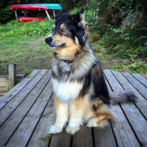 Bernese Husky Mix Petsidi