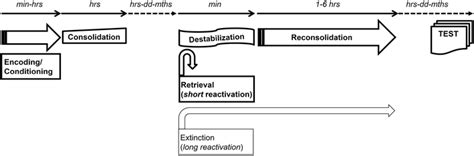 Schematic Diagram Of Memory Reconsolidation Formation After Initial Download Scientific