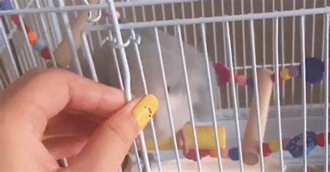 Vibrate Mode On Album On Imgur