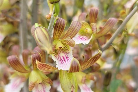 Orchid Plant Care Tips Desert Botanical Garden