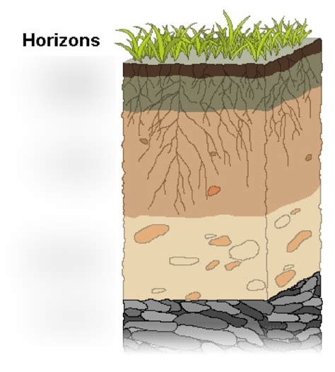 Soil Dynamics Diagram Quizlet