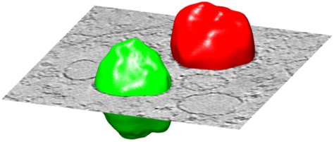 Energy Based Segmentation Of Cryo Em Tomograms Bartesaghi Lab