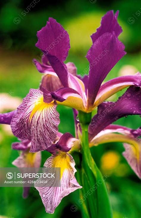 Iris Red Oak Hybrid Spuria Iris Iridaceous Superstock