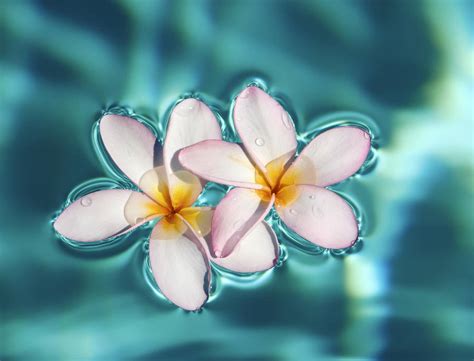 Exotic Flower Wallpapers Wallpaper Cave