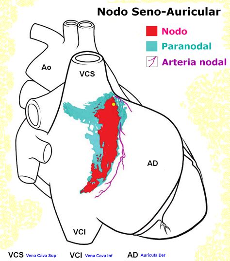Node Sa Todo Lo Que Debes Saber Sobre El Nodo Sinoauricular Y El Nodo Av