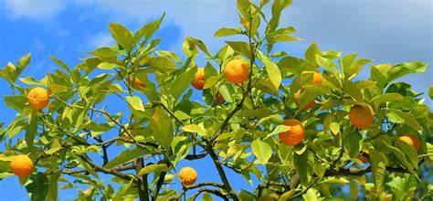 How To Prune A Mandarin Tree Fantastic Gardeners Australia