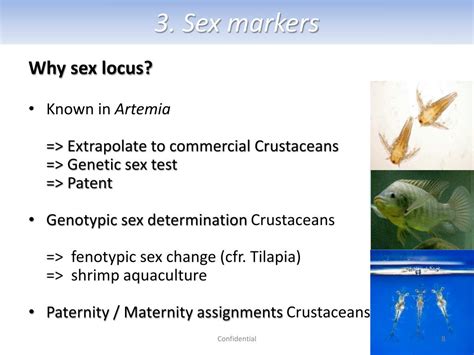 PPT Artemia Genome Sex Locus PowerPoint Presentation Free Download ID
