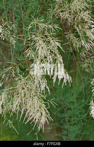 Pink Tamarisk Tamarix Tamarisk Tree Saltcedar Salt Cedar Kaspische
