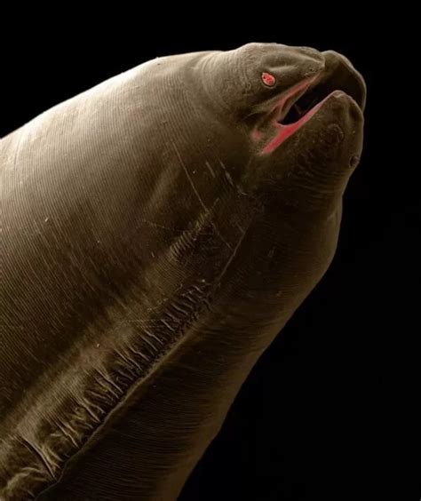 این کرم‌های انگلی می‌توانند داخل بدن حیوانات خانگی زندگی کنندعکس