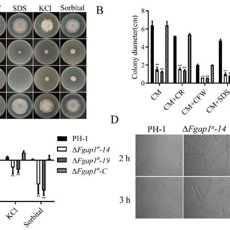 Deletion Of Fgap1 σ Resulted In Cell Wall Integrity And Osmotic