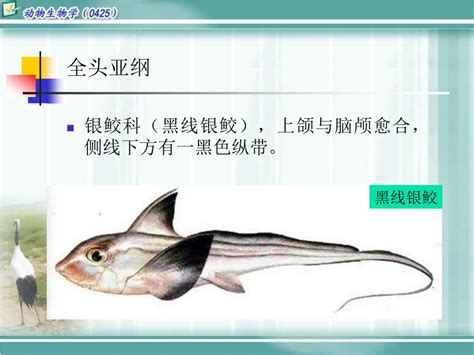 Ppt 直播课程一 Powerpoint Presentation Free Download Id 4811147