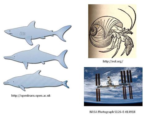 Hermit Crabs And Humanity The Ultimate Evolutionary Convergence