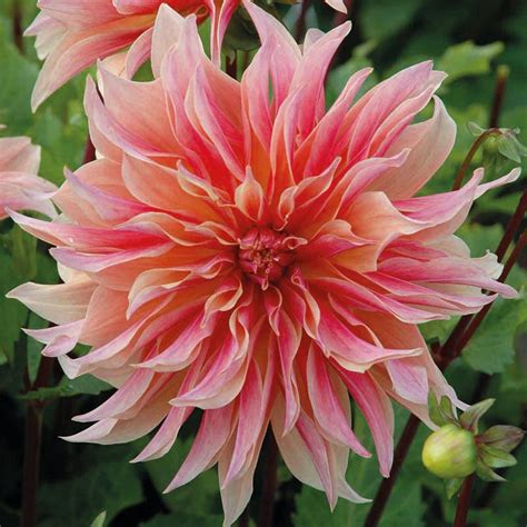 Dahlia Labyrinth Flower Plants And Tubers From Woolmans