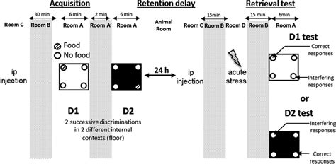 Contextual Serial Spatial Discriminations Csd Protocol Mice Were Ip Download Scientific