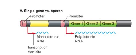 Micro Ch 7 Pt 1 Dna Replication Flashcards Quizlet