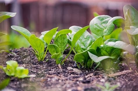 Common Problems Growing Spinach And How To Prevent Them The