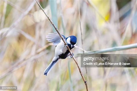 A Lovely Japanese Tit Flapping Its Wings And Flying Out High Res Stock