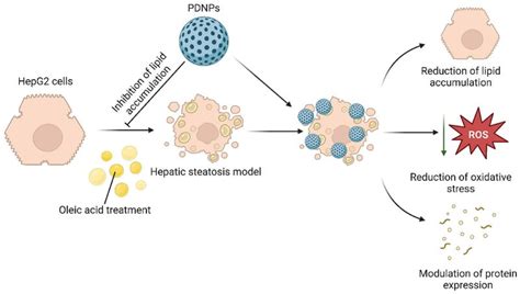 Gianni Ciofani On Linkedin Polydopamine Nanoparticles As A Non