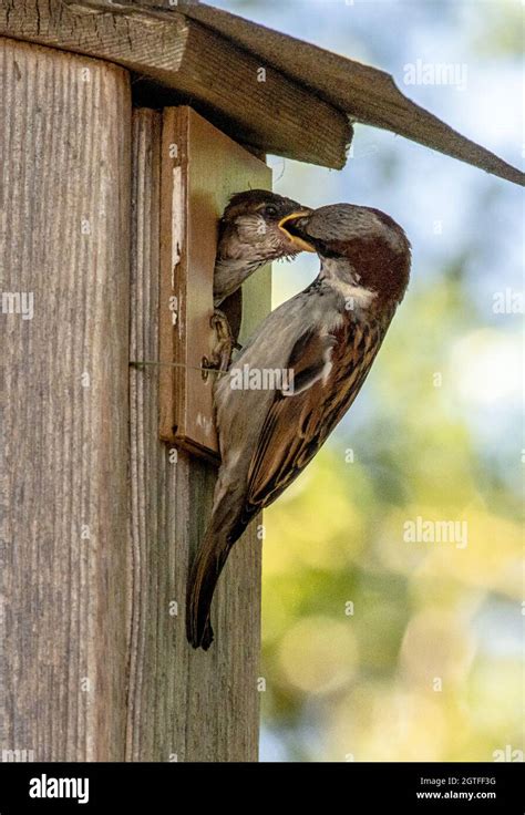 Male House Sparrow Passer Domesticus Feeding Young In Nest Box Stock