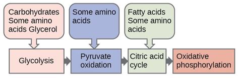 Connections Of Carbohydrate Protein And Lipid Metabolic Pathways