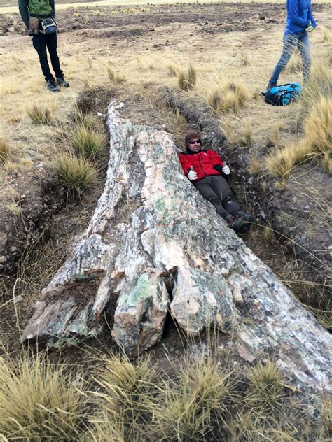 Paleontología Un árbol Fósil Ayuda A Recrear El Perú Prehistórico