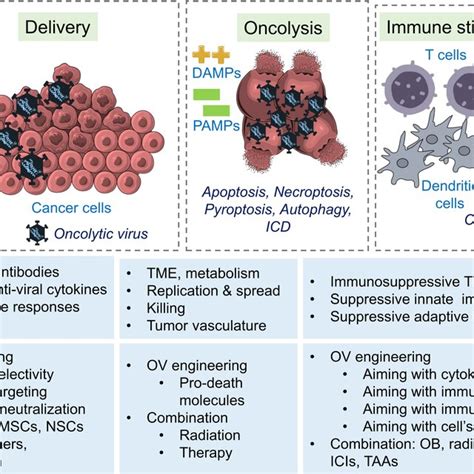 An Illustration Of The Overview Of Oncolytic Virotherapy For The Download Scientific Diagram