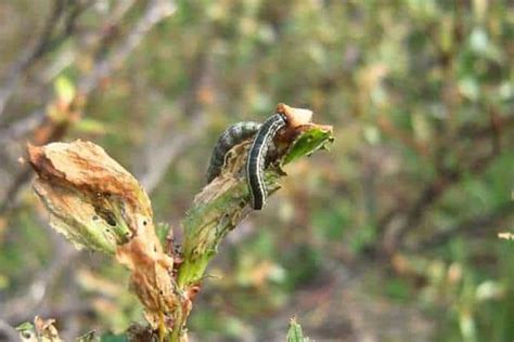 12 Types Of Inchworms Interesting Facts Wildlife Informer