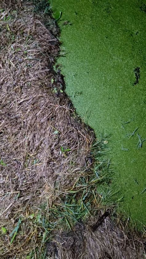 What Is Making This Sound Bug Frog Rwhatsthisbug