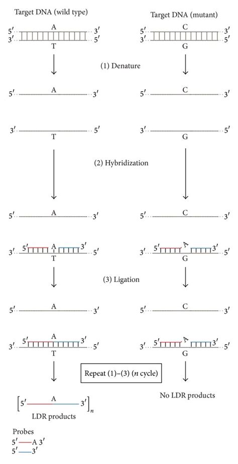 Schematic Diagrams For The Ligation Detection Reaction Ldr Processes Download Scientific