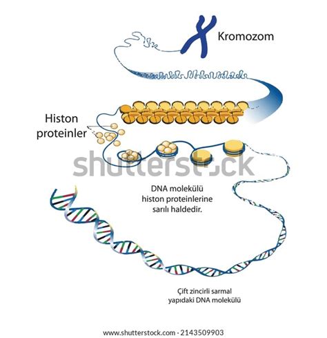 1 Genome Dna Structure Genome Sequence Telomere Chromosome Repetitive