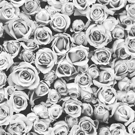 Grey Flowers Wallpapers Top Free Grey Flowers Backgrounds Wallpaperaccess