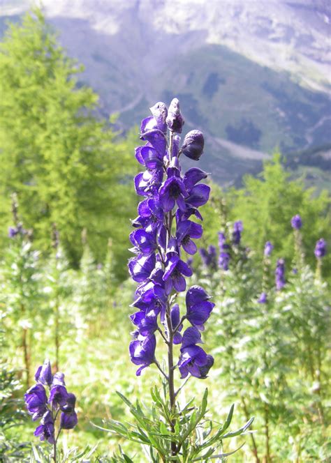 Aconitum Alchetron The Free Social Encyclopedia