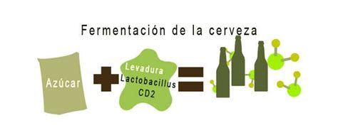 Lactobacillus Brevis What Is It How Does It Work Are There Different Types