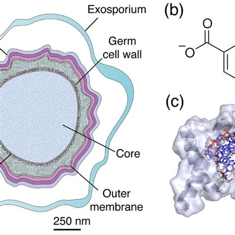 A Schematic Of A Spore Showing The Main Structural Features That Are