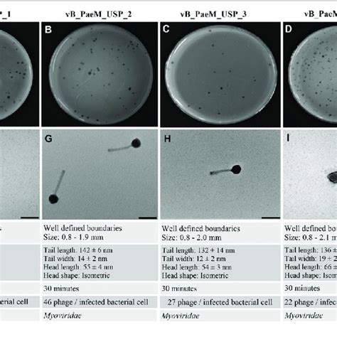 A E Representative Image Of Phage Isolates Depicting Different