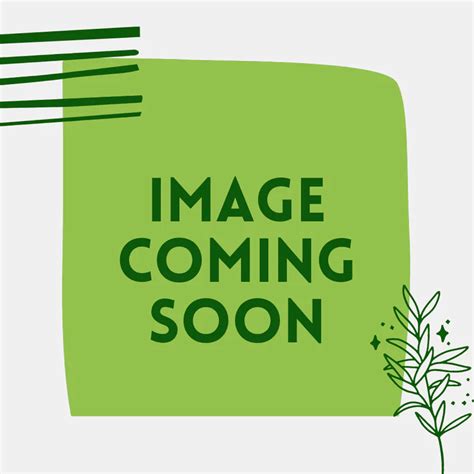 Craspedia Sun Ball The Gardeners Workshop