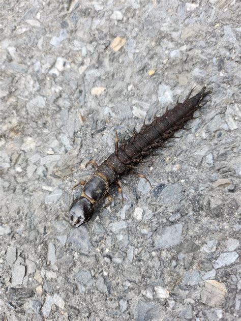 Spiky Boi Rwhatsthisbug
